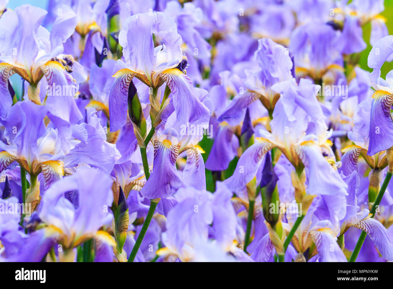 Beauty bloom iris hi-res stock photography and images - Alamy