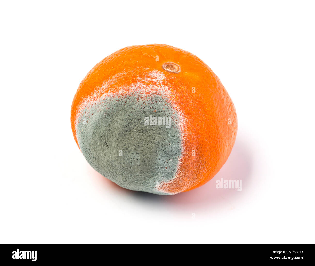 moldy mandarine on a white background isolated Stock Photo - Alamy