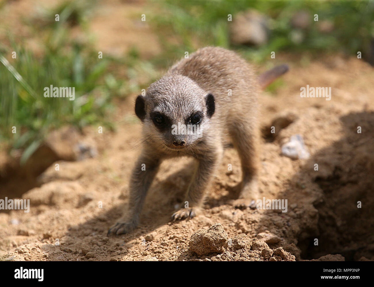 24 May 2018, Germany, Cologne: A young meerkat walking through its ...