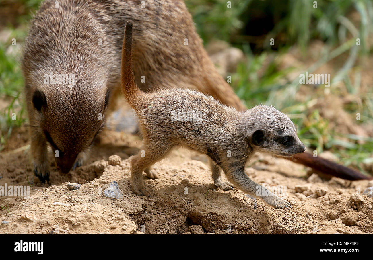 24 May 2018, Germany, Cologne: A young meerkat walking through its ...