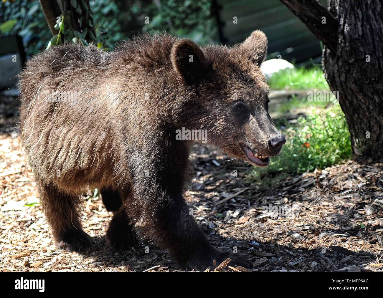 Abused Bears