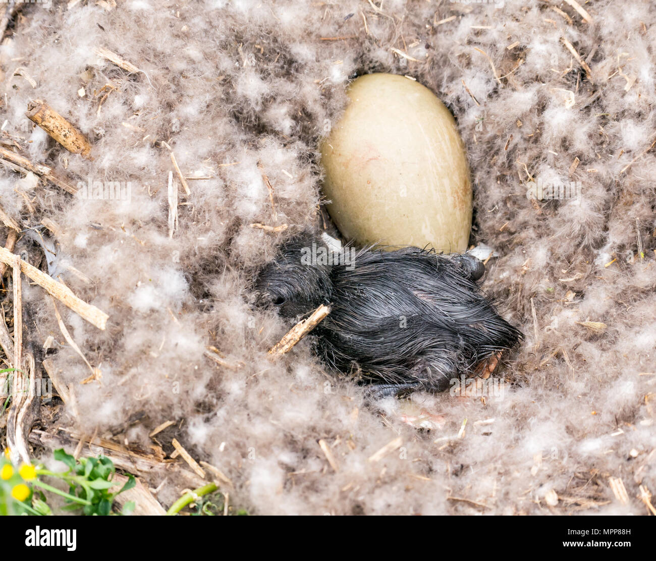 Duckling hatching hi-res stock photography and images - Alamy