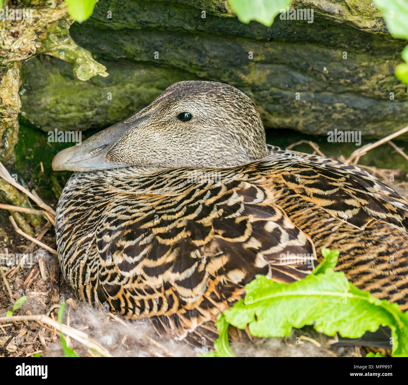 Female common eider duck somateria hi-res stock photography and images ...