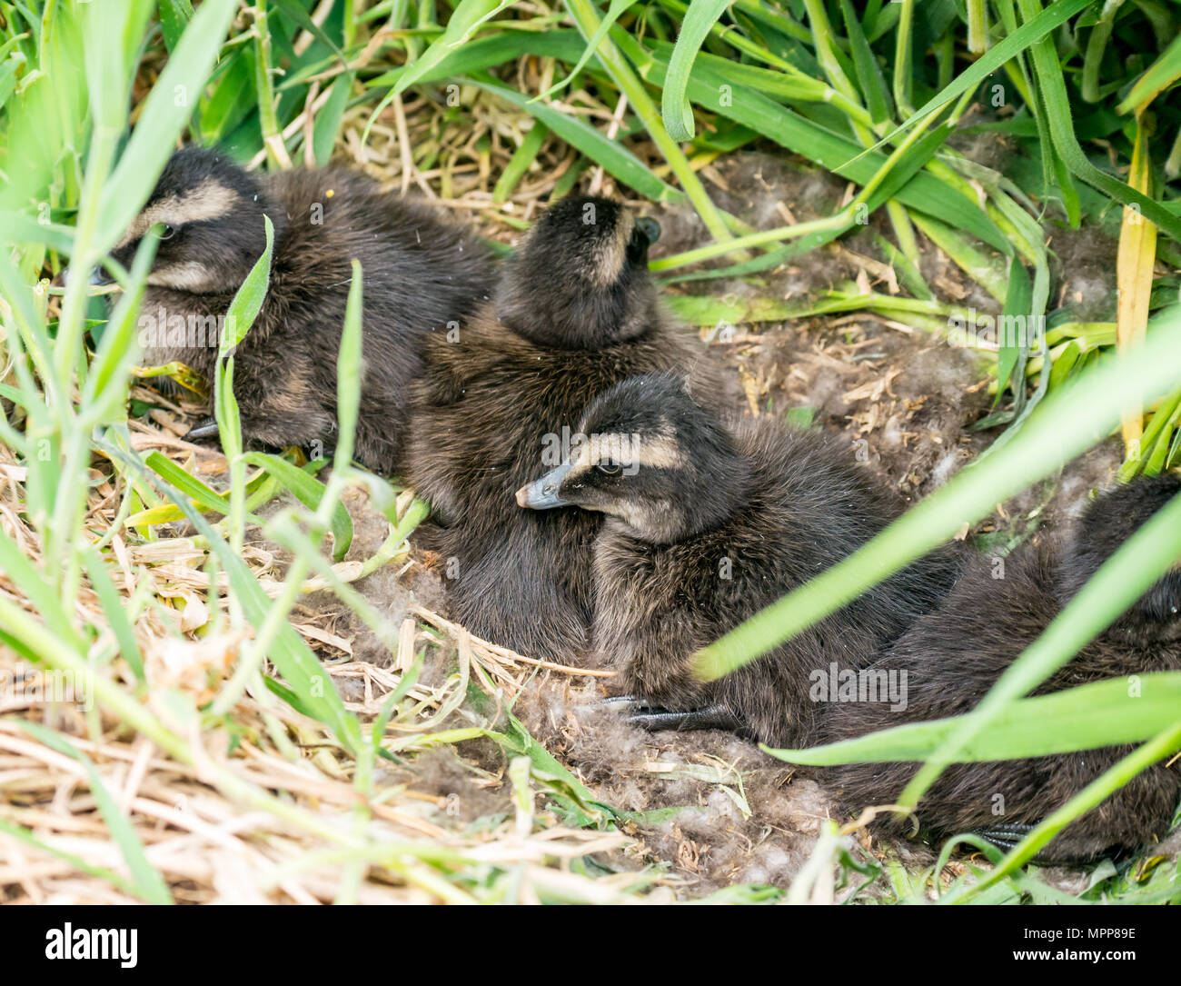 Eider ducklings nest hi-res stock photography and images - Alamy