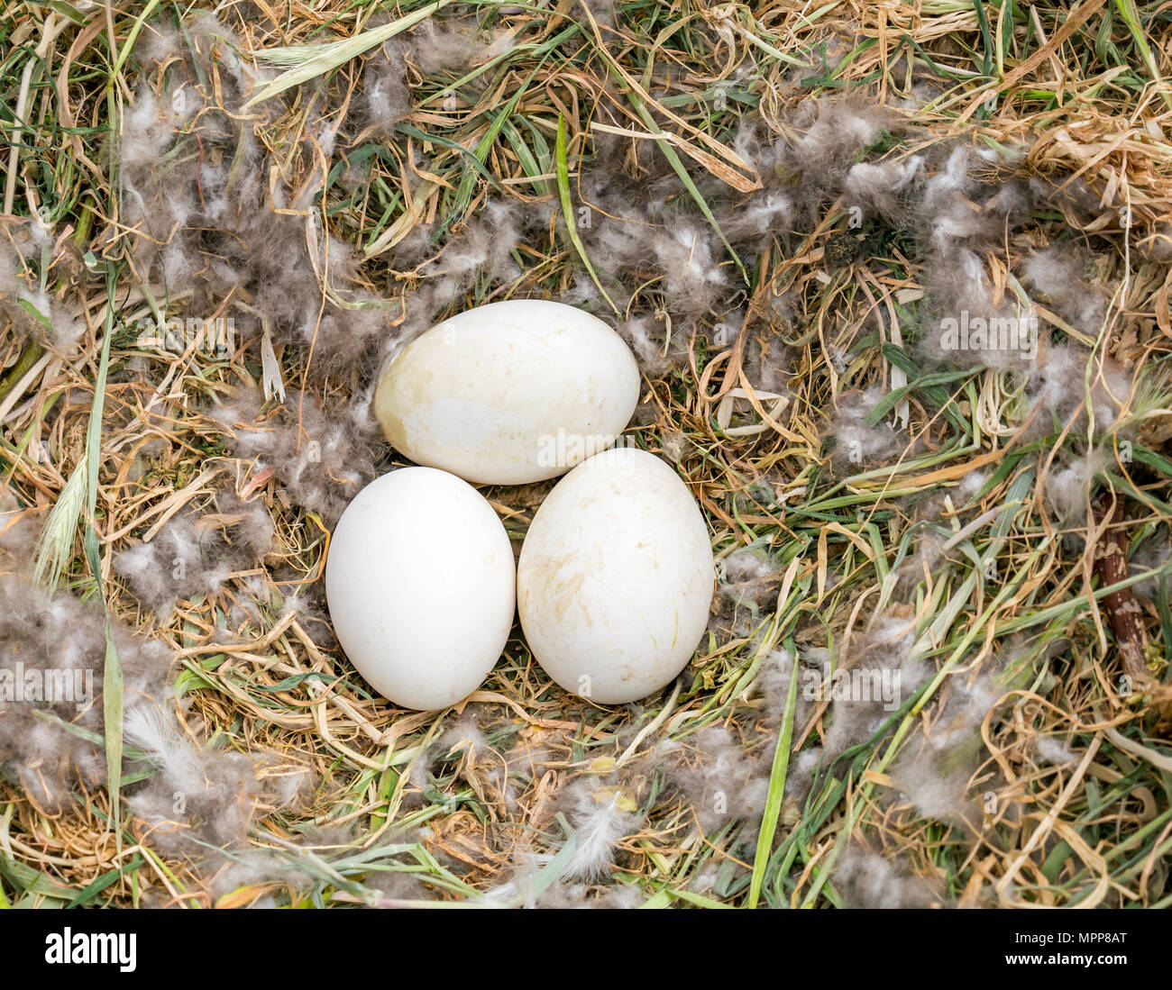Greylag Goose Egg Rolling