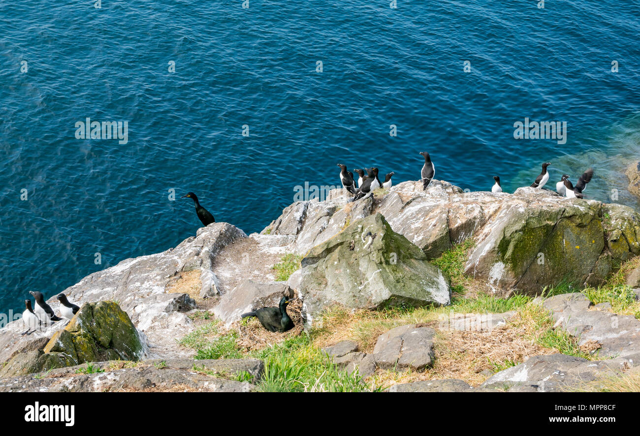Craigleith Island, 24 May 2018. Firth of Forth, Scotland, UK. Nesting ...