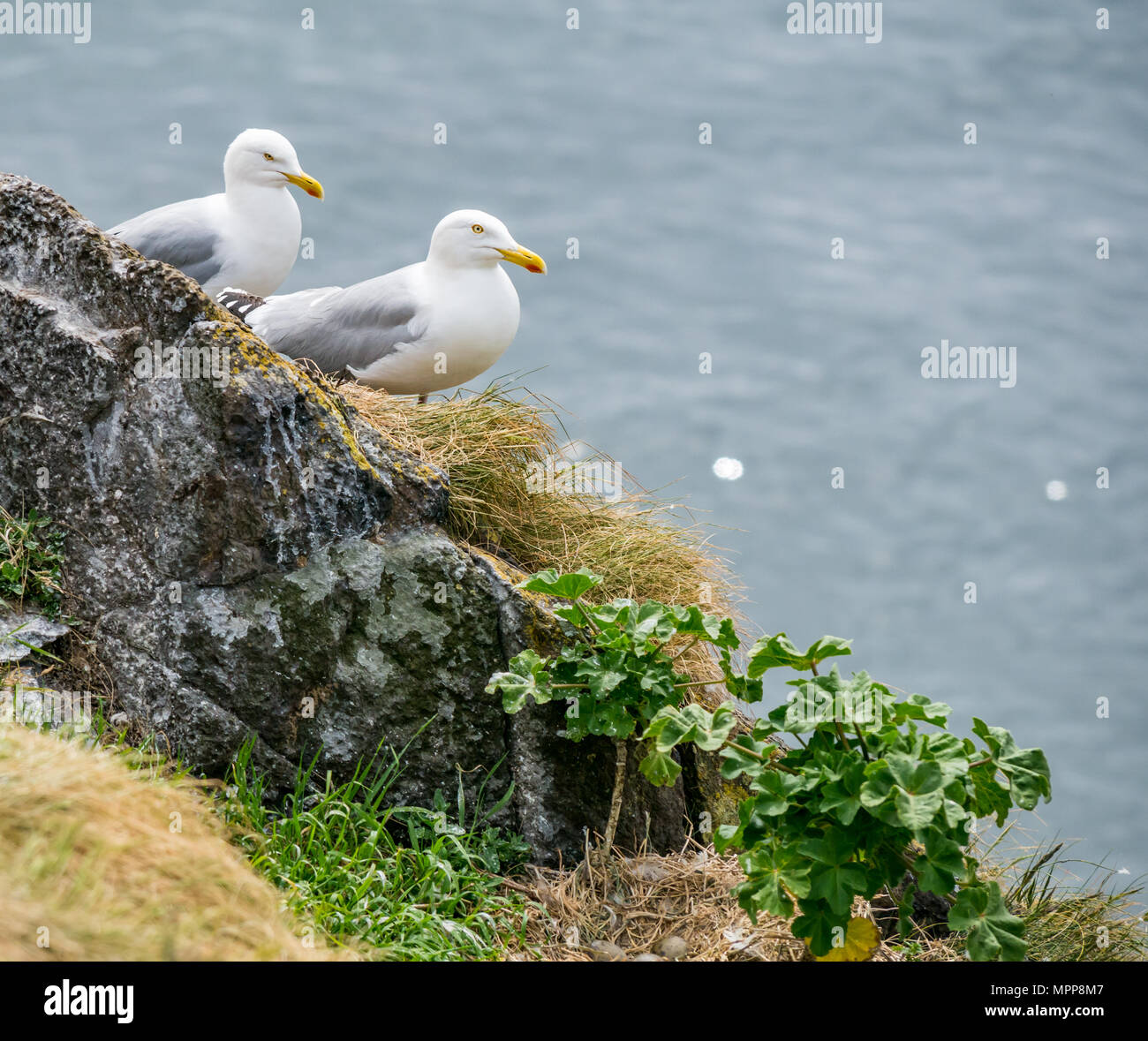 Tree mallow lavatera arborea uk hi-res stock photography and images - Alamy