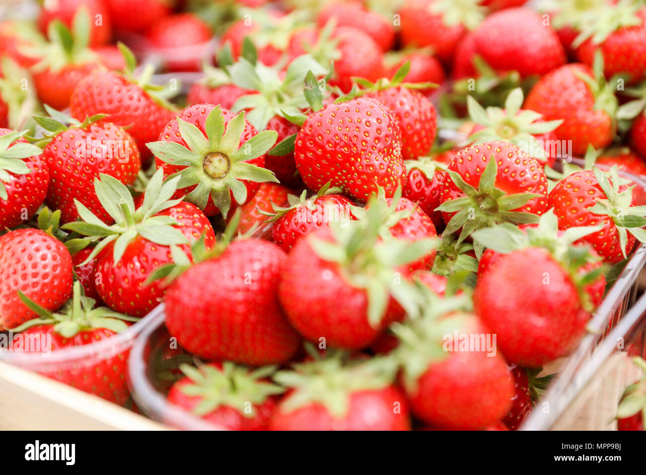 24 May 2018, Germany, Sornzig: Strawberries packed in boxes in a field ...