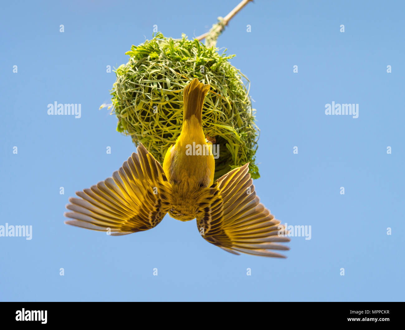 Weaver bird nest africa hi-res stock photography and images - Alamy