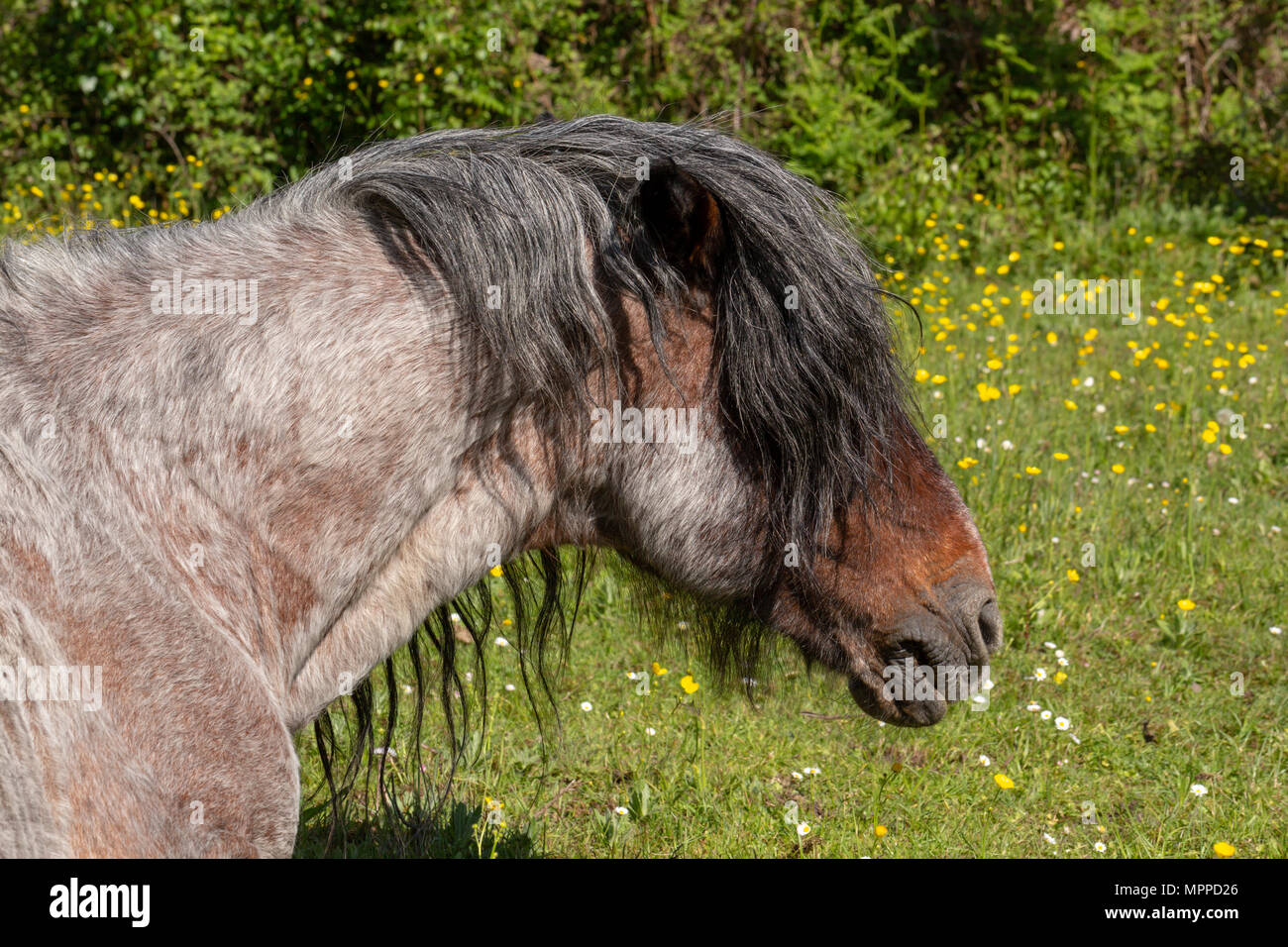 Side-on head shot of mature pony on Bourne valley nature reserve Stock ...
