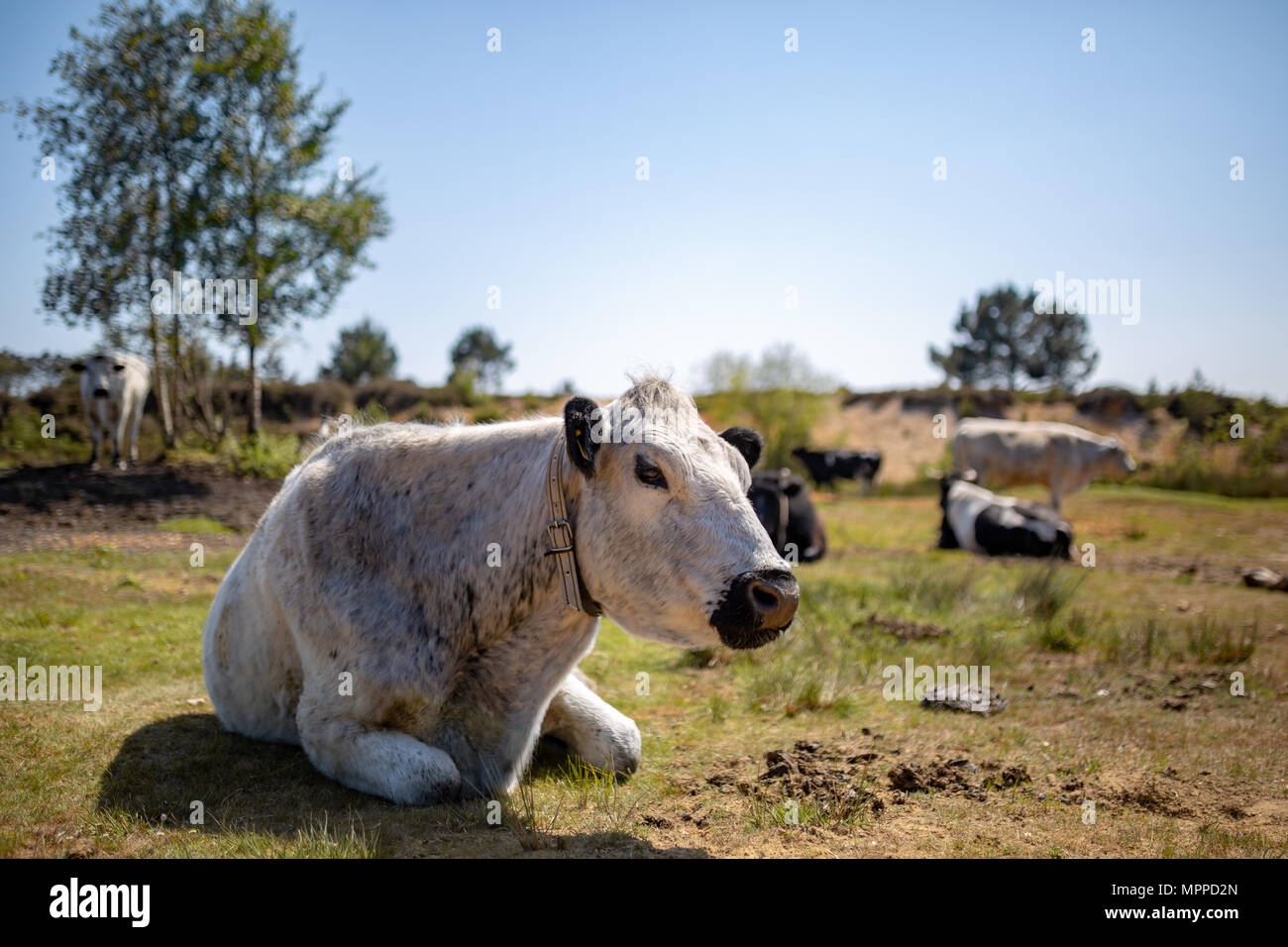 Sitting Cows High Resolution Stock Photography and Images - Alamy