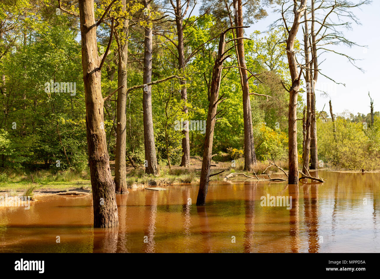 Woodland lake scene taken in Delph woods local nature reserve, Poole ...
