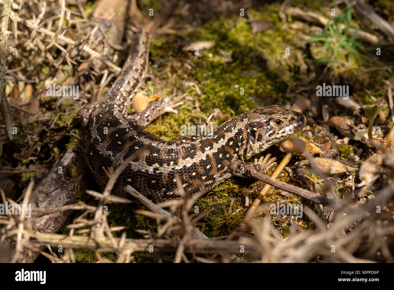 Mature female Sand lizard basking in sunshine Stock Photo - Alamy