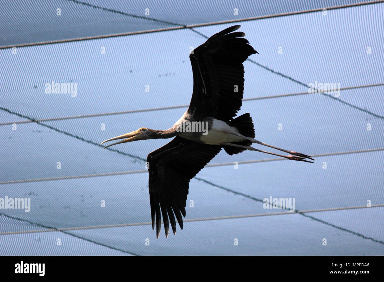 mycteria leucocephala, flying painted stork bird in the zoo Stock Photo ...