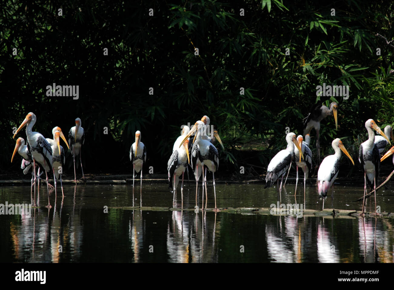 mycteria leucocephala, group of painted stork bird in nature Stock Photo - Alamy