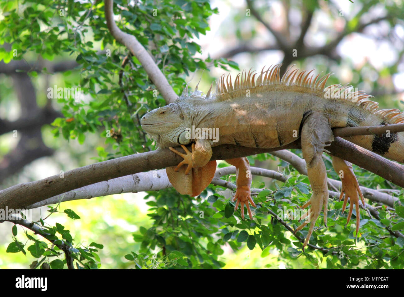 Iguana sitting in tree hi-res stock photography and images - Alamy