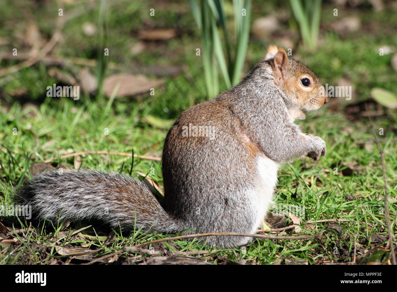 Grey squirrel in Stanley Park in Blackpool Stock Photo - Alamy