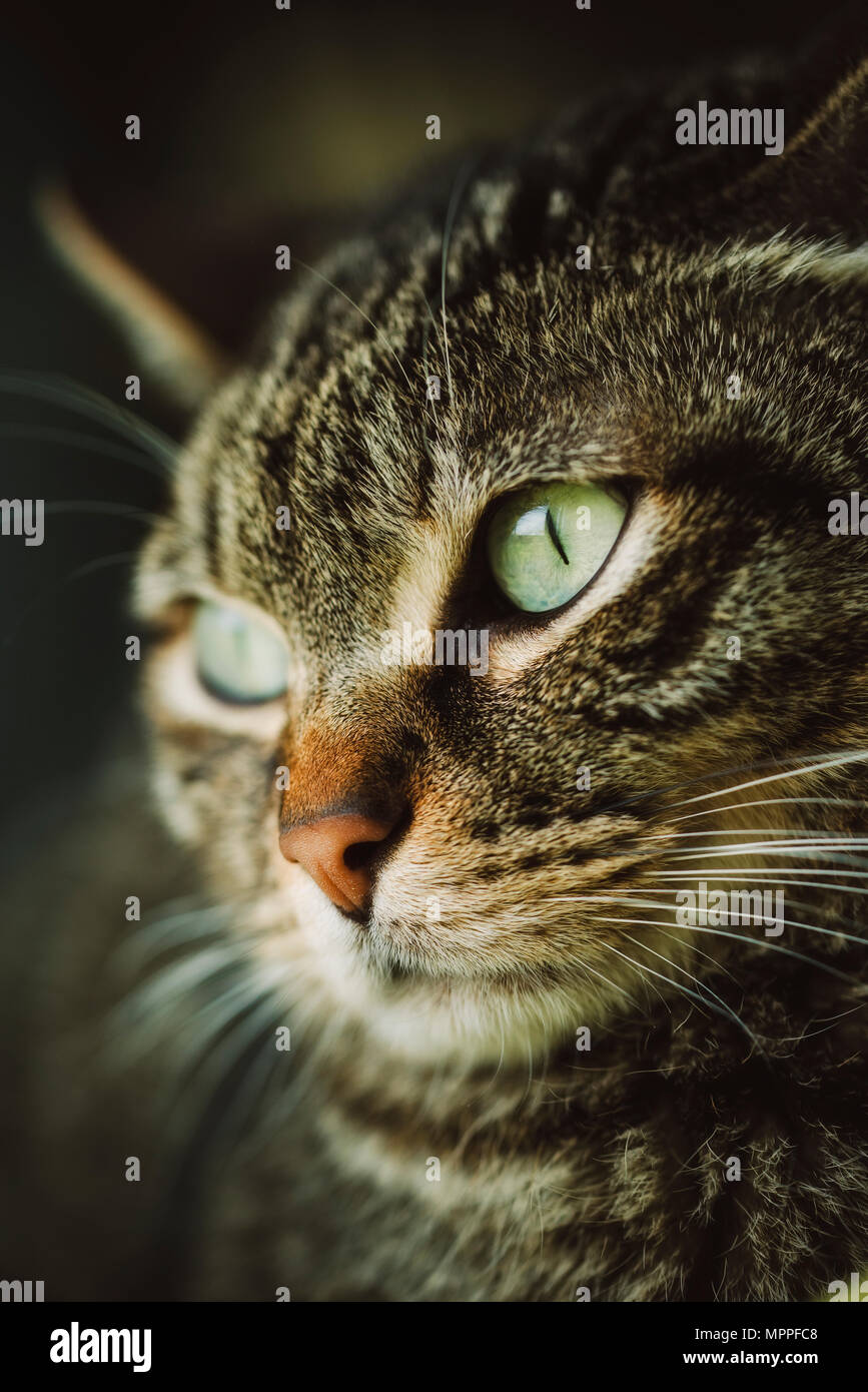 Portrait of tabby cat Stock Photo - Alamy