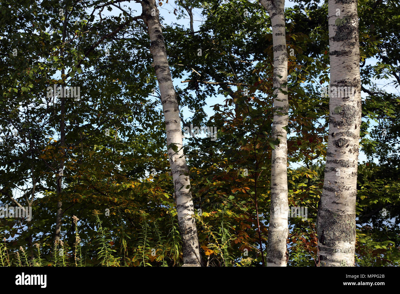 Trees, Acadia National Park, Maine Stock Photo - Alamy
