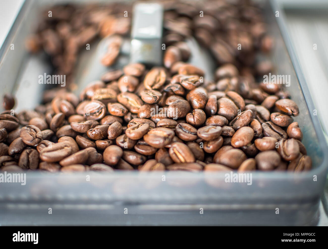 Fresh coffee beans in the grinder Stock Photo - Alamy