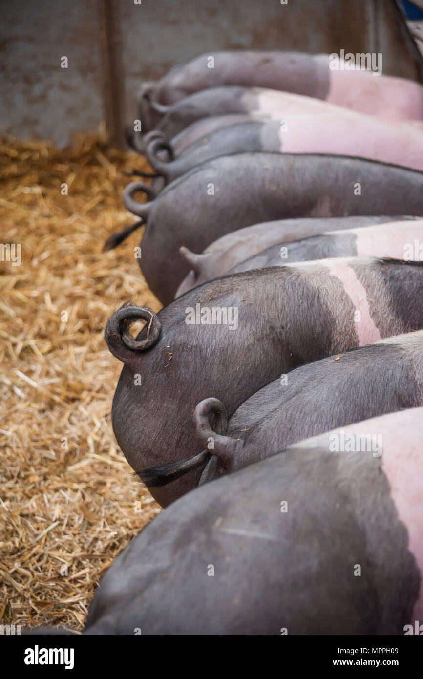 Germany , Pigs in pigsty, rear view Stock Photo - Alamy