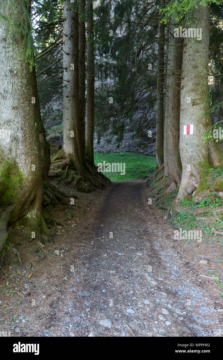 Path leading through dimly lit forest on mount rigi towards to the ...