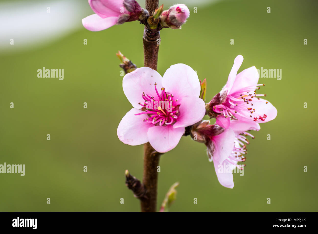 Blooming plum tree Stock Photo - Alamy