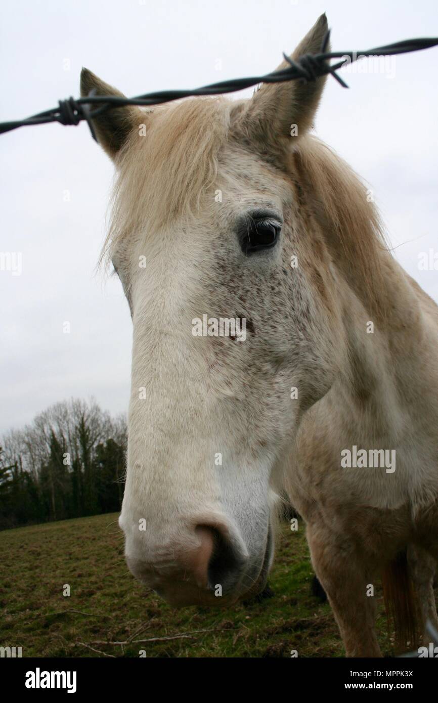 Curious horses in a paddock next to Pallas Castle, Tynagh, County ...