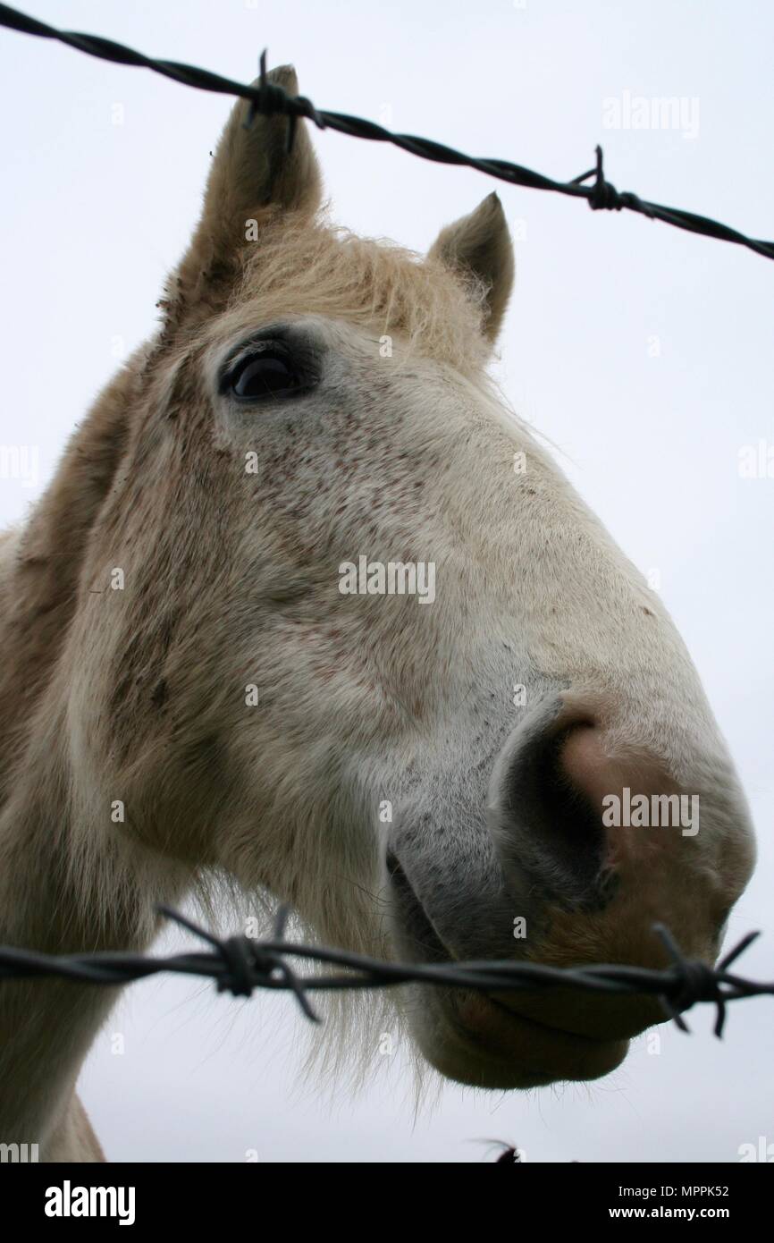 Curious horses in a paddock next to Pallas Castle, Tynagh, County ...