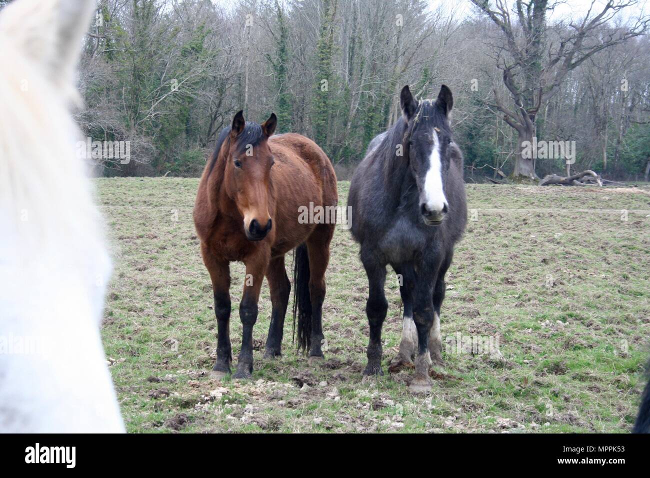 Curious horses in a paddock next to Pallas Castle, Tynagh, County ...