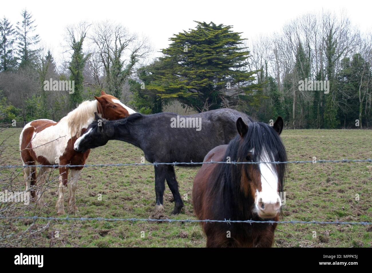 Curious horses in a paddock next to Pallas Castle, Tynagh, County ...