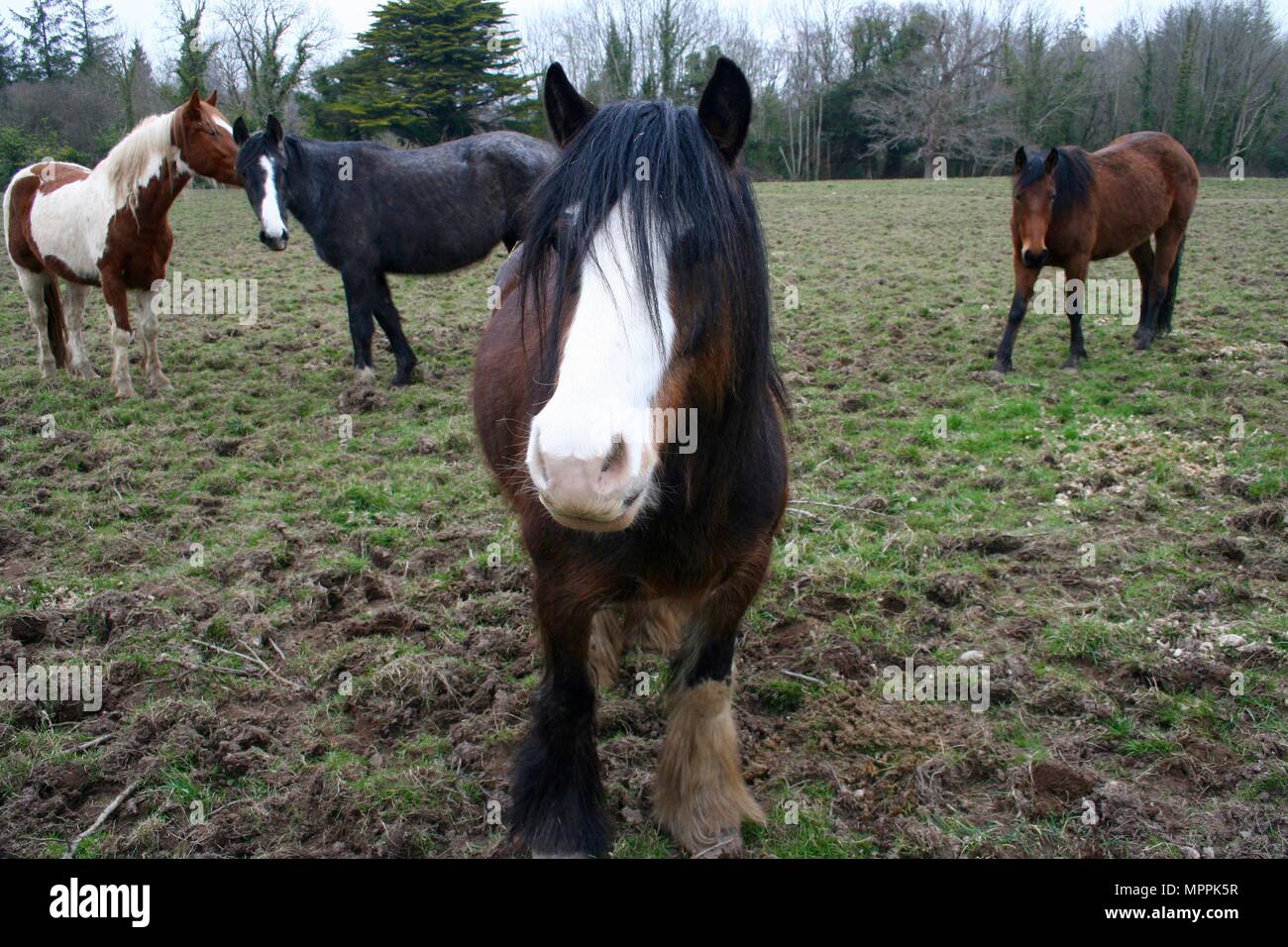 Curious horses in a paddock next to Pallas Castle, Tynagh, County ...