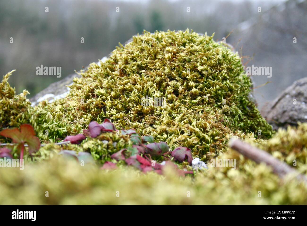 Nugent castle hi-res stock photography and images - Alamy