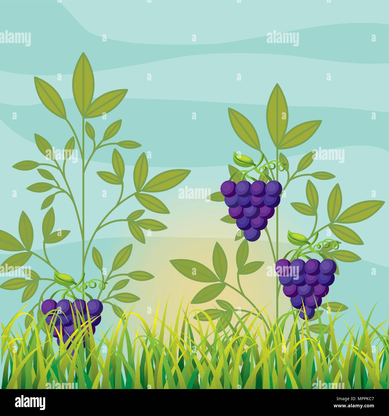 Grapes growing vineyard Stock Vector Images - Alamy