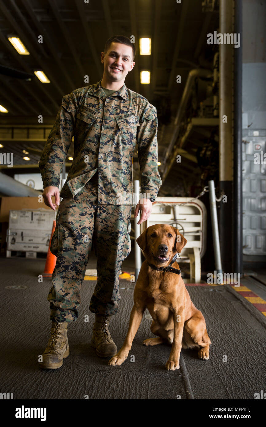 Lance Cpl. Alex D. Marquissee, a dog handler attached to Command ...