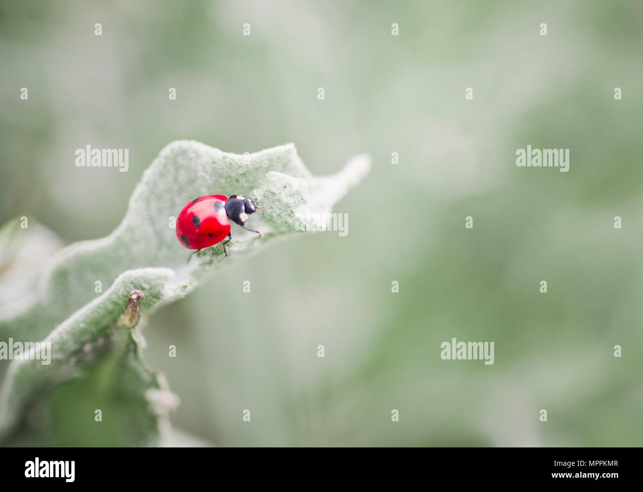 Ladybug leaf hi-res stock photography and images - Alamy