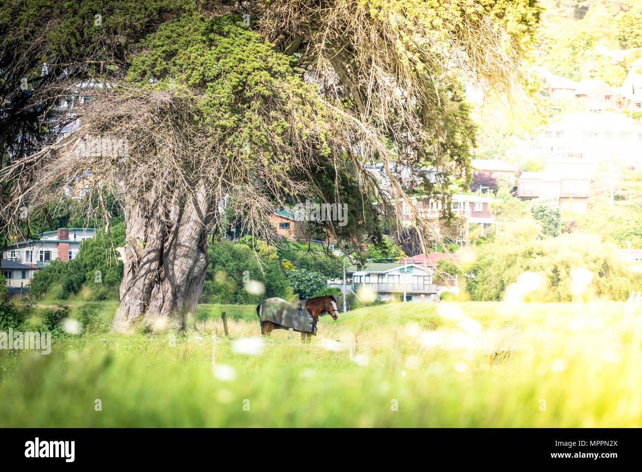 Horse under a tree Stock Photo - Alamy