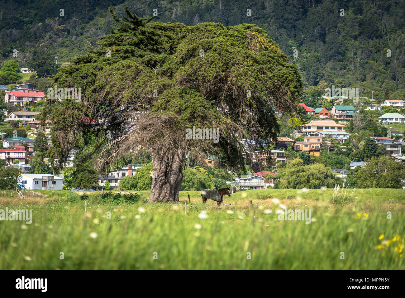 Horse under a tree Stock Photo - Alamy