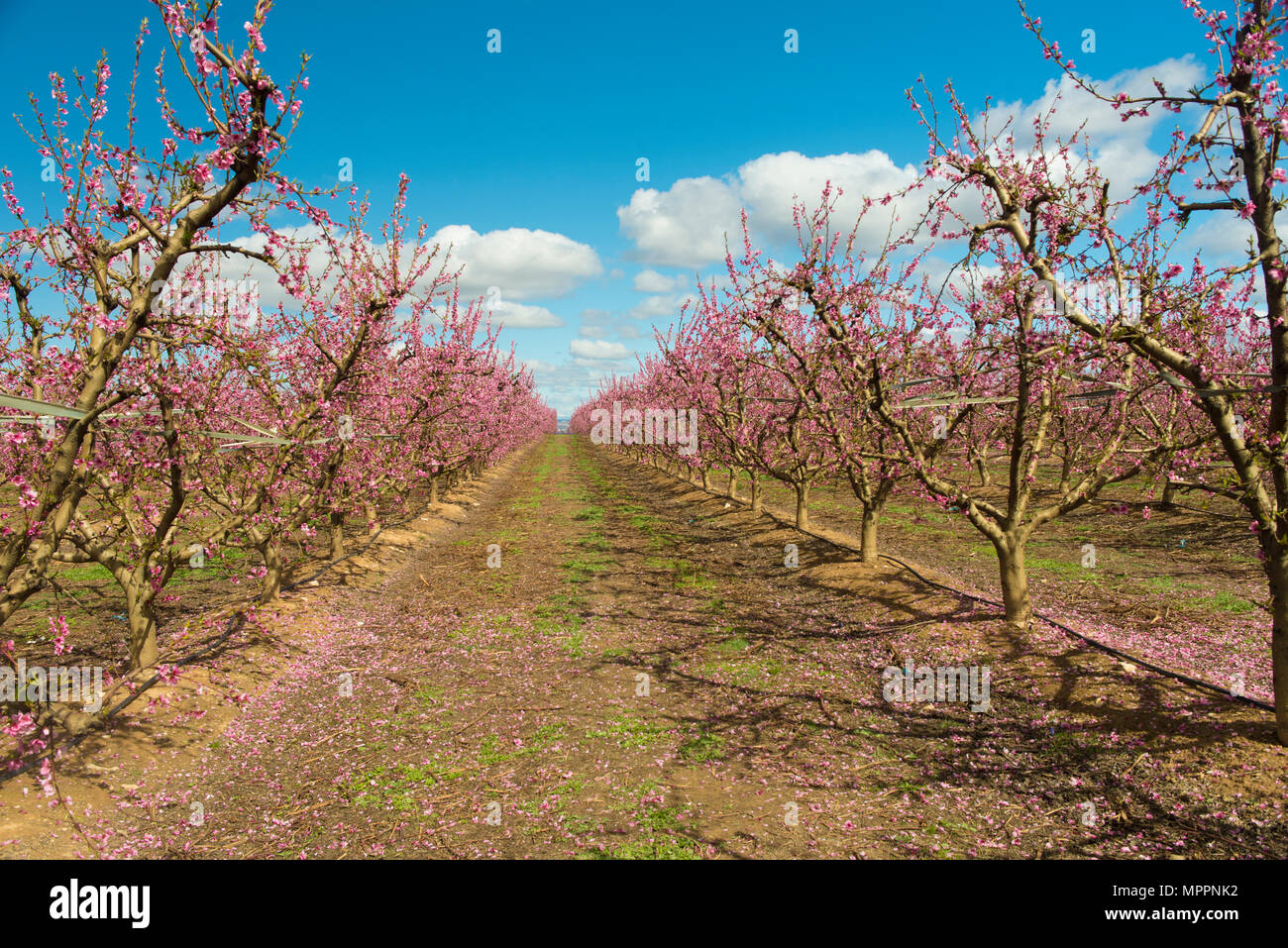 Spain, Aitona, rows of blossoming peach trees Stock Photo - Alamy