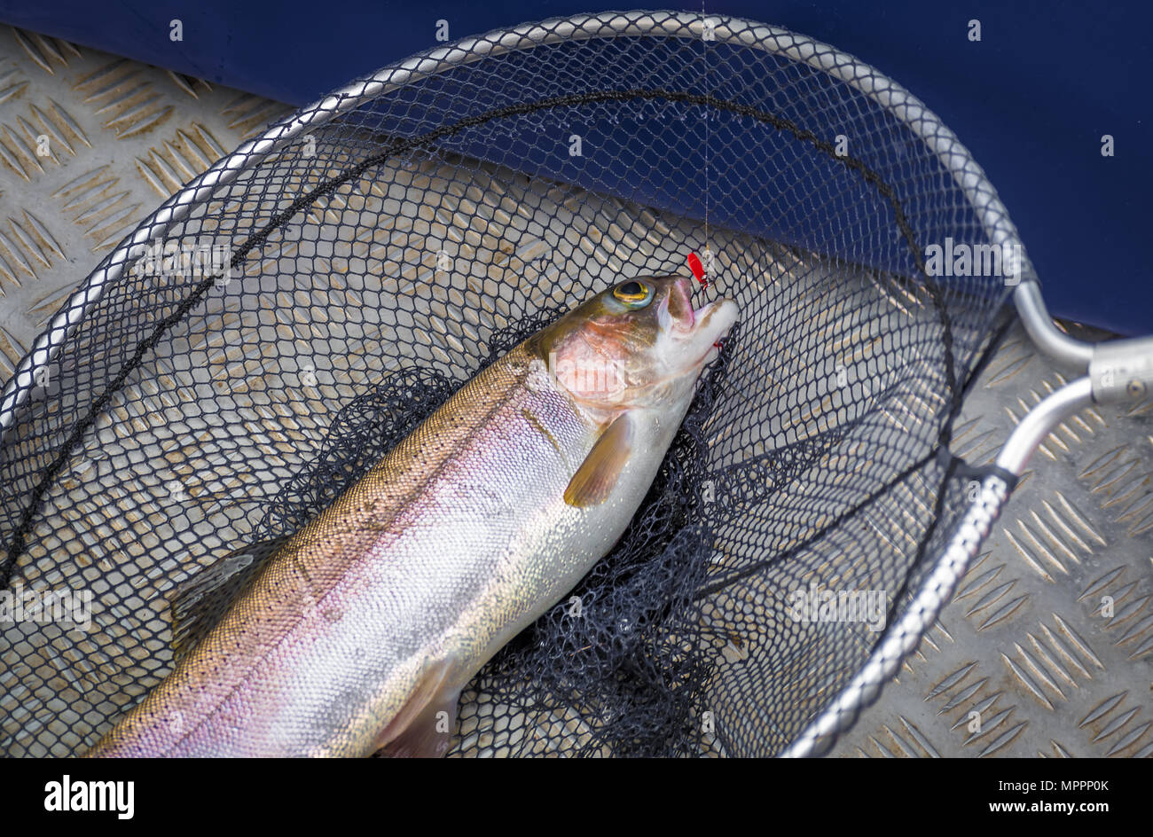 Rainbow trout in a net Stock Photo - Alamy