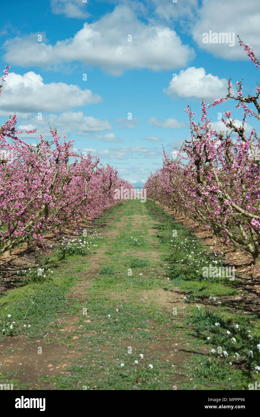 Spain, Aitona, rows of blossoming peach trees Stock Photo - Alamy