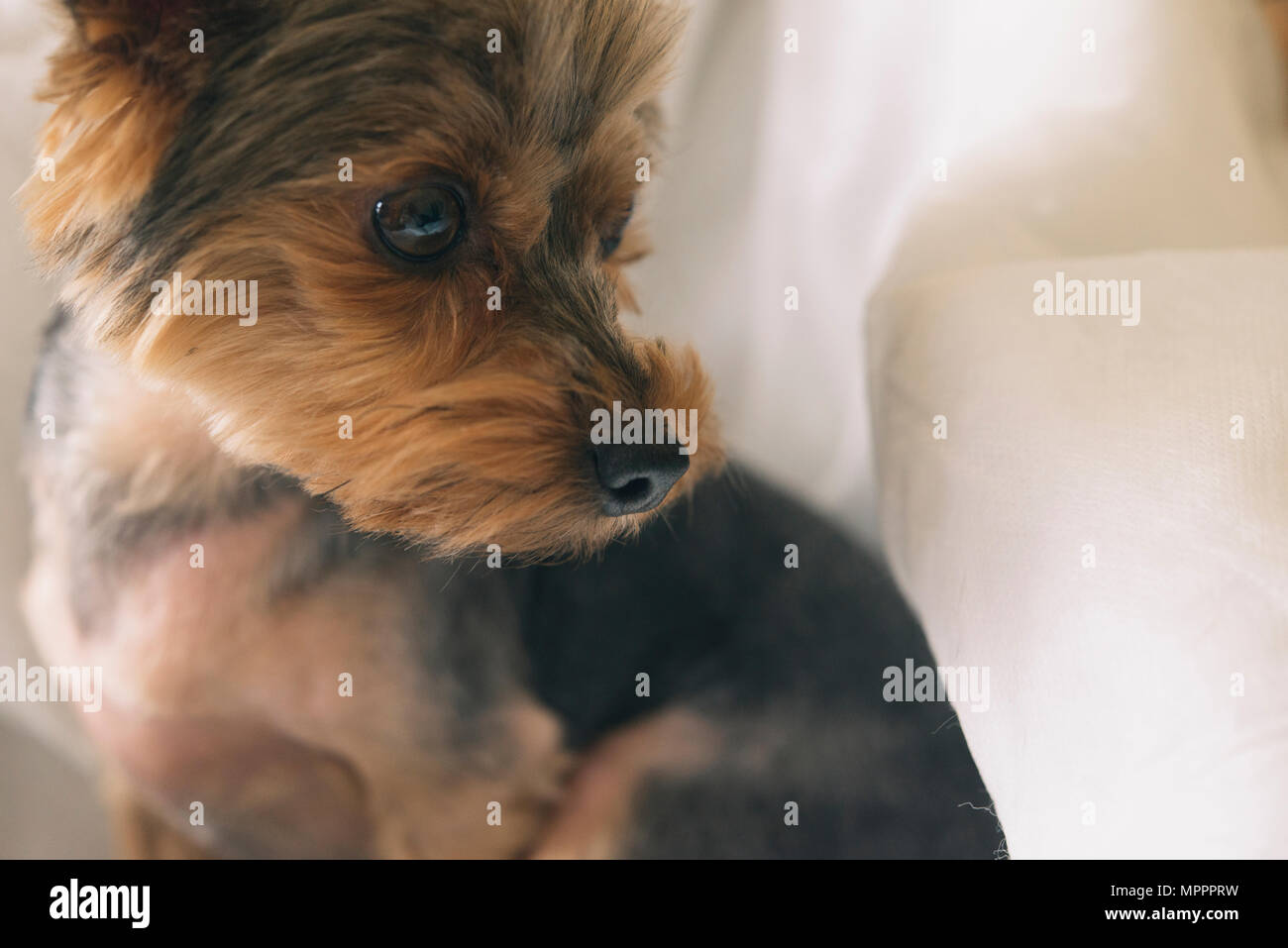 Portrait of yorkshire terrier looking sideways Stock Photo - Alamy