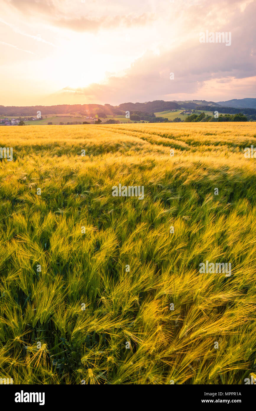 Austria, Upper Austria, Muehlviertel, grain field at evening twilight ...