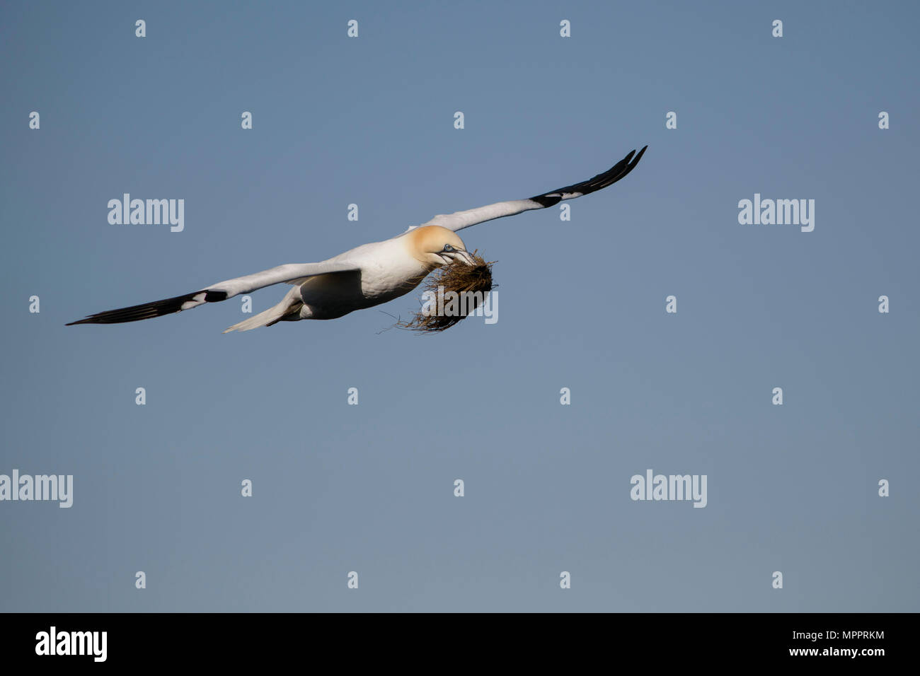 Gannet nesting material hi-res stock photography and images - Alamy