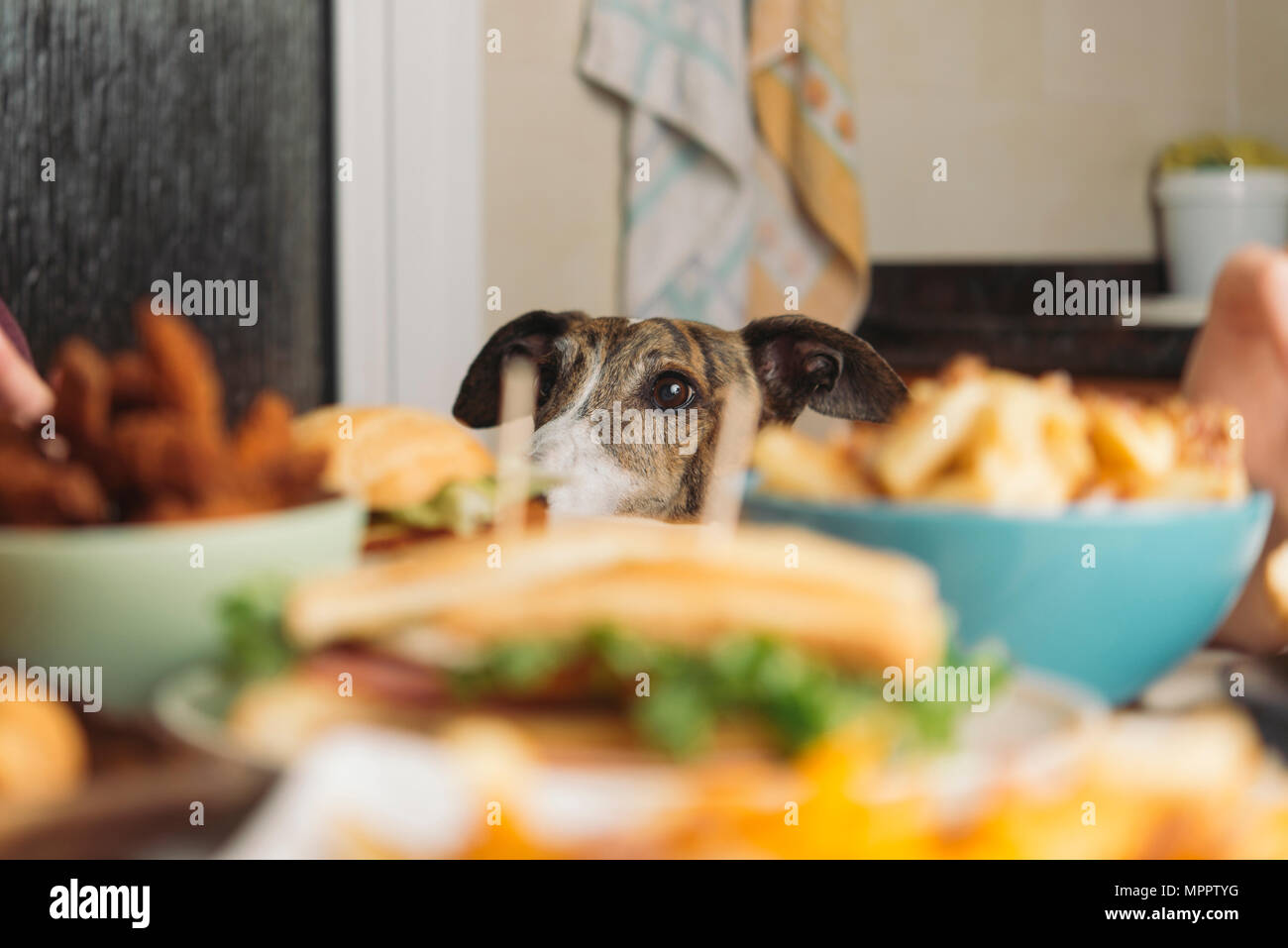 Dog watching dining table full of food at home Stock Photo - Alamy