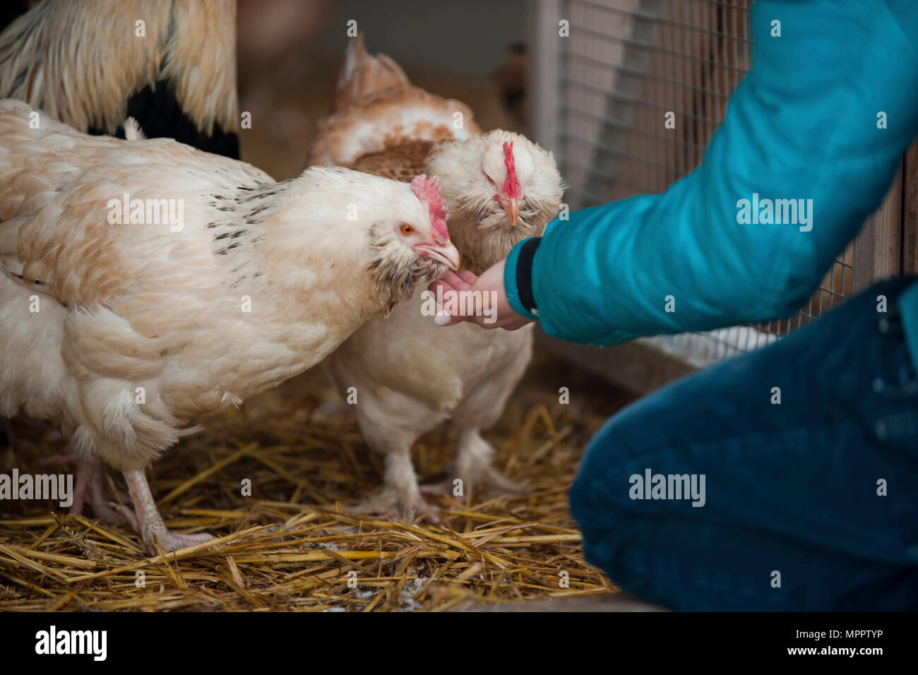 Person feeding hi-res stock photography and images - Alamy