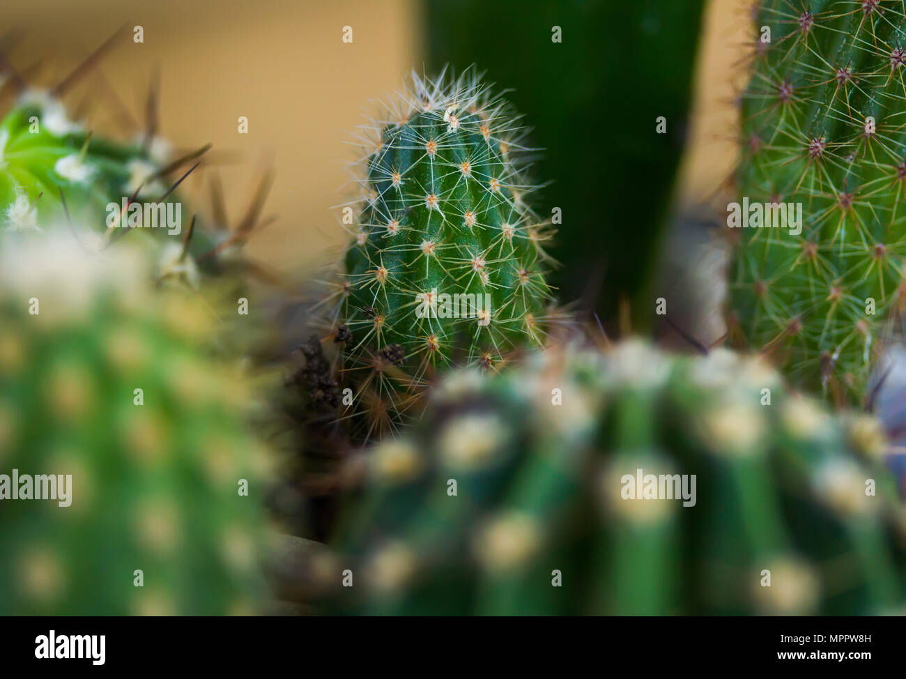 bit spiky with sticking spikes home cactus close up Stock Photo - Alamy