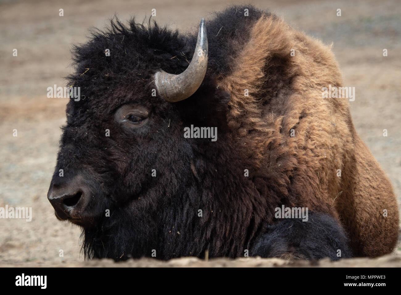 American bison (Bison bison) resting Stock Photo - Alamy