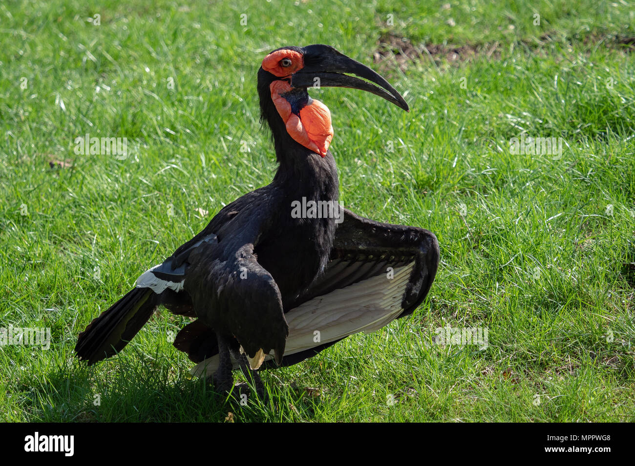 The southern ground hornbill bird, Latin name Bucorvus leadbeateri ...