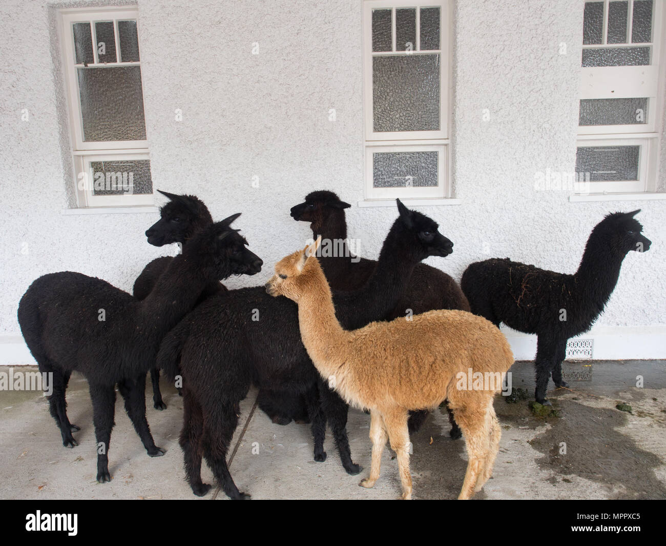 Group Of Lamas Stock Photo - Alamy